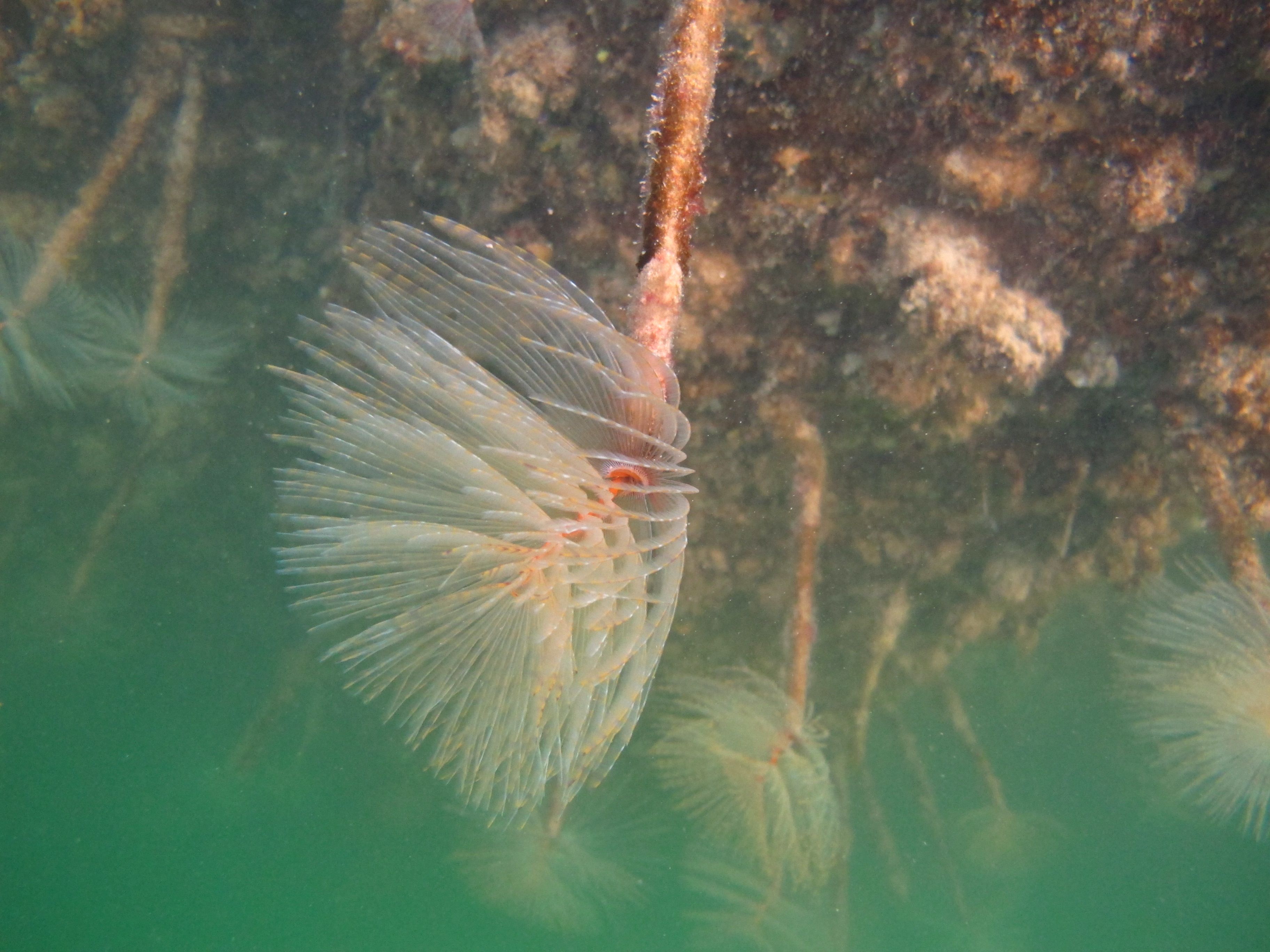 Marine pest a warning to check boat hulls | News & Media | Hawke's Bay ...
