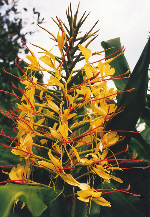 Wild ginger | Pest Hub | Hawke's Bay Regional Council