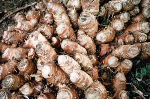 Wild ginger | Pest Hub | Hawke's Bay Regional Council