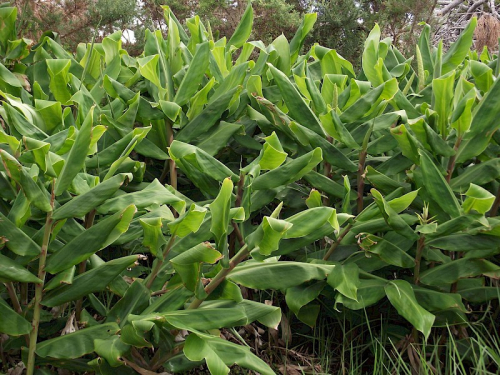 Wild ginger | Pest Hub | Hawke's Bay Regional Council